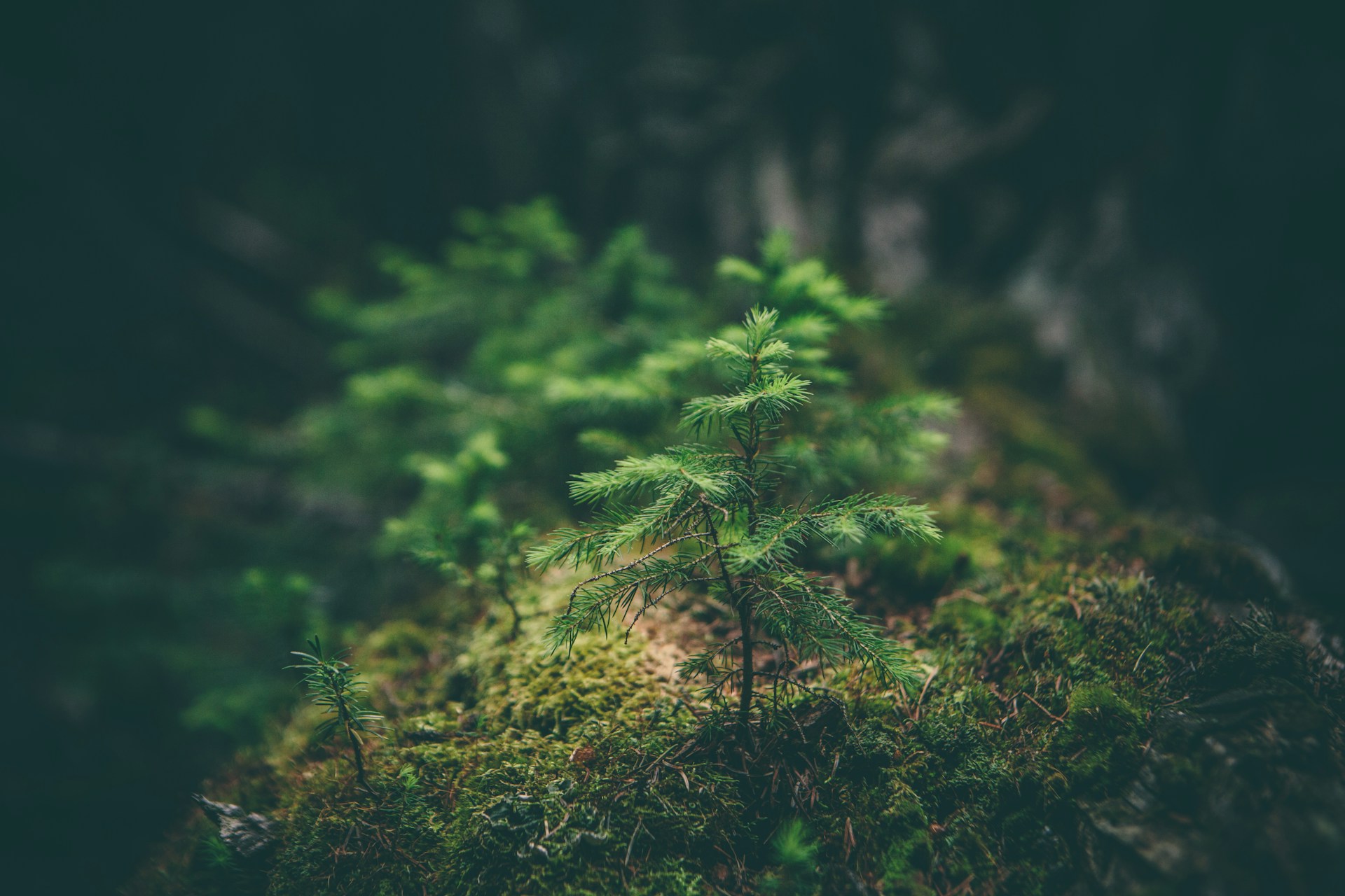 Knowledge Hub - Nature Positive Transitions