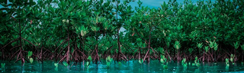 World Economic Forum and Partners Launch Guide for Sustainable Ocean ...