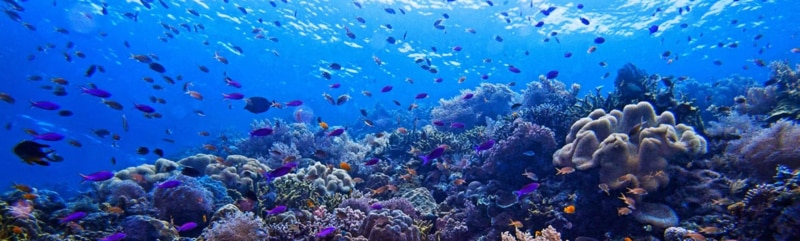 Sustainable Blue Partnership Cooperation Network > Friends of Ocean ...