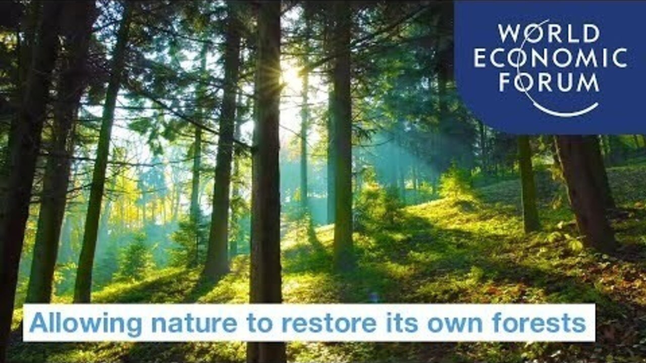Natural regeneration could be key to restoring the world’s forests ...