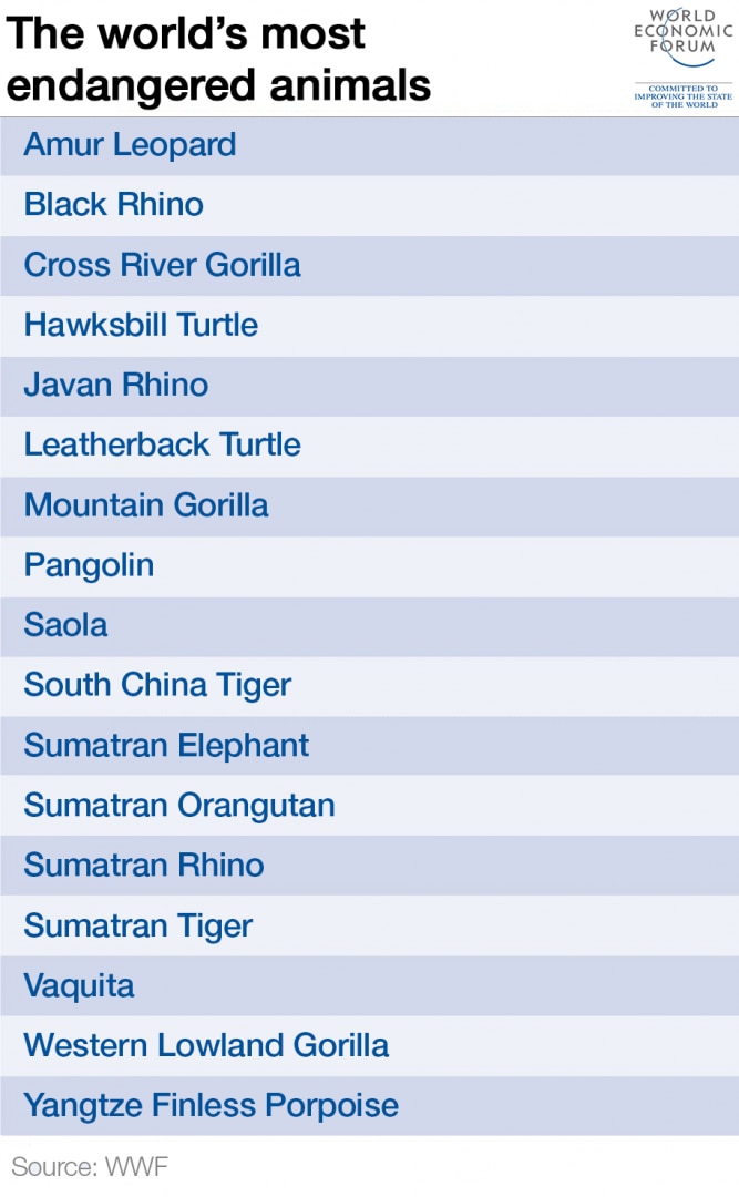 These are the world’s critically endangered animals | World Economic Forum
