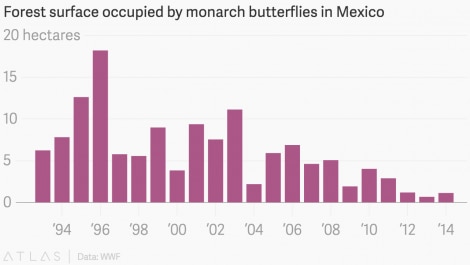 Will the Monarch butterfly survive this winter? | World Economic Forum